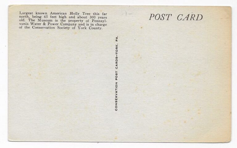The Ancient Holly Tree of York County - History In The Mail | Postcards ...