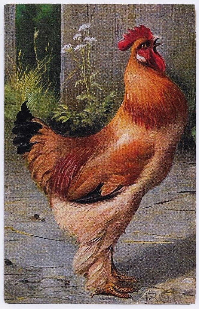A Rooster for Watson - West Chester, PA (1907) - History In The Mail ...