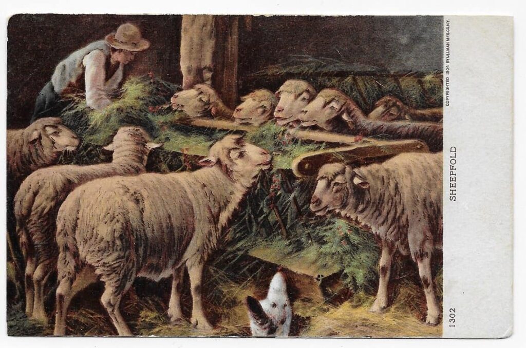 The Sheepfold - Postcard Art (1904) - History In The Mail | Postcards ...