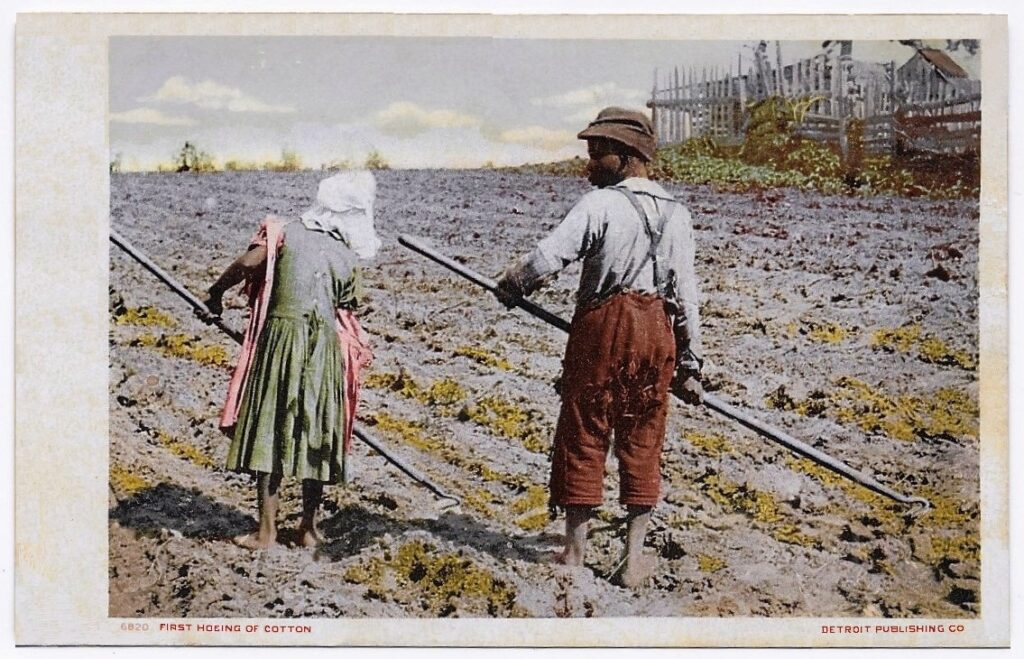 "First Hoeing of Cotton" – Circa 1905 - History In The Mail | Postcards ...