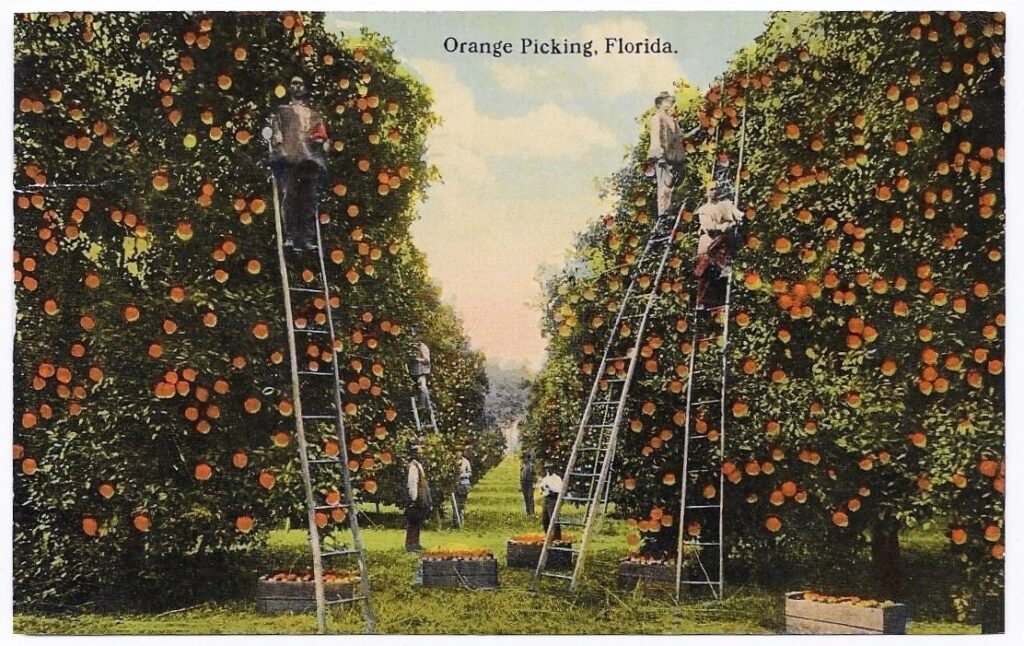 "Picking Oranges" – Jacksonville, Florida (1913) - History In The Mail ...
